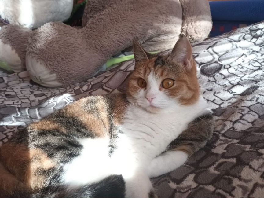 Кошки в добрые руки