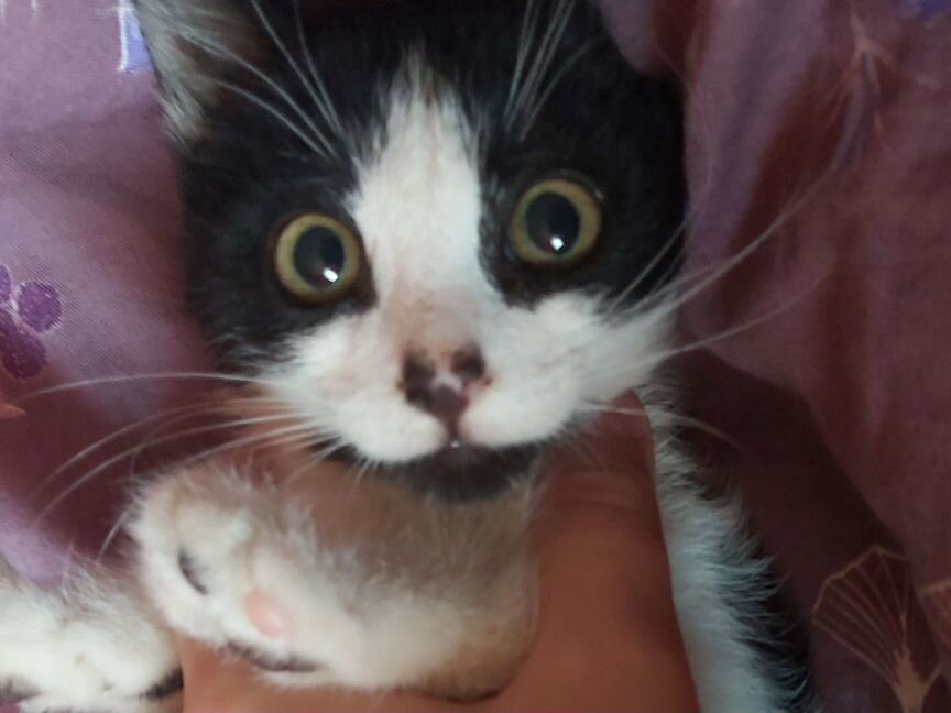 Бездомный котенок девочка в добрые руки