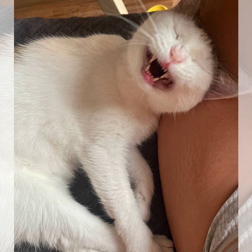 Взрослый кот в добрые руки