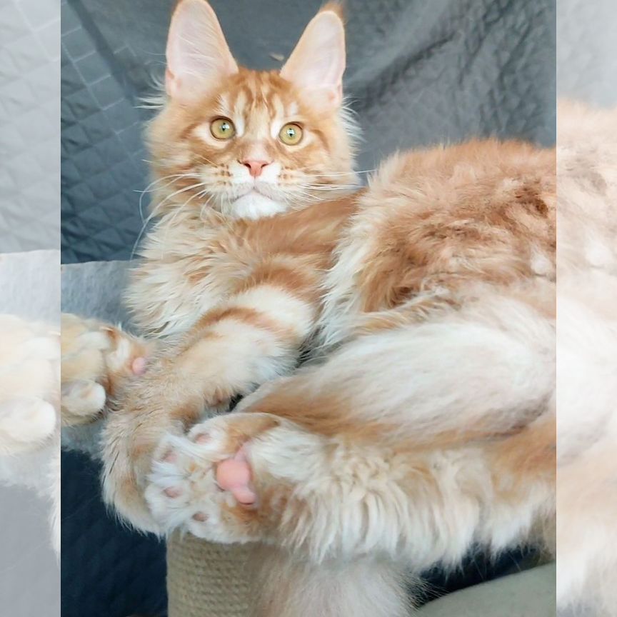 Мейн-кун котёнок