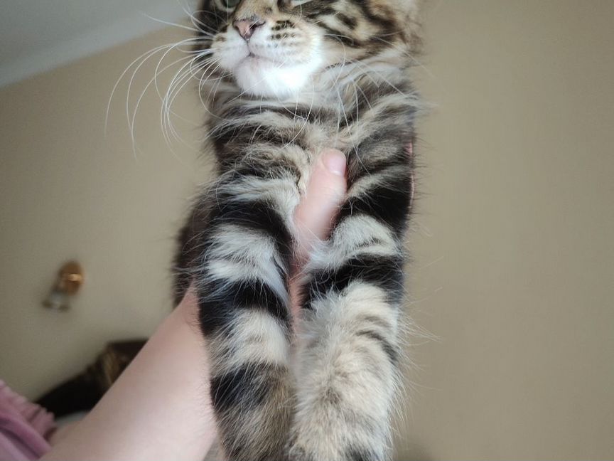 Котята мейн-кун