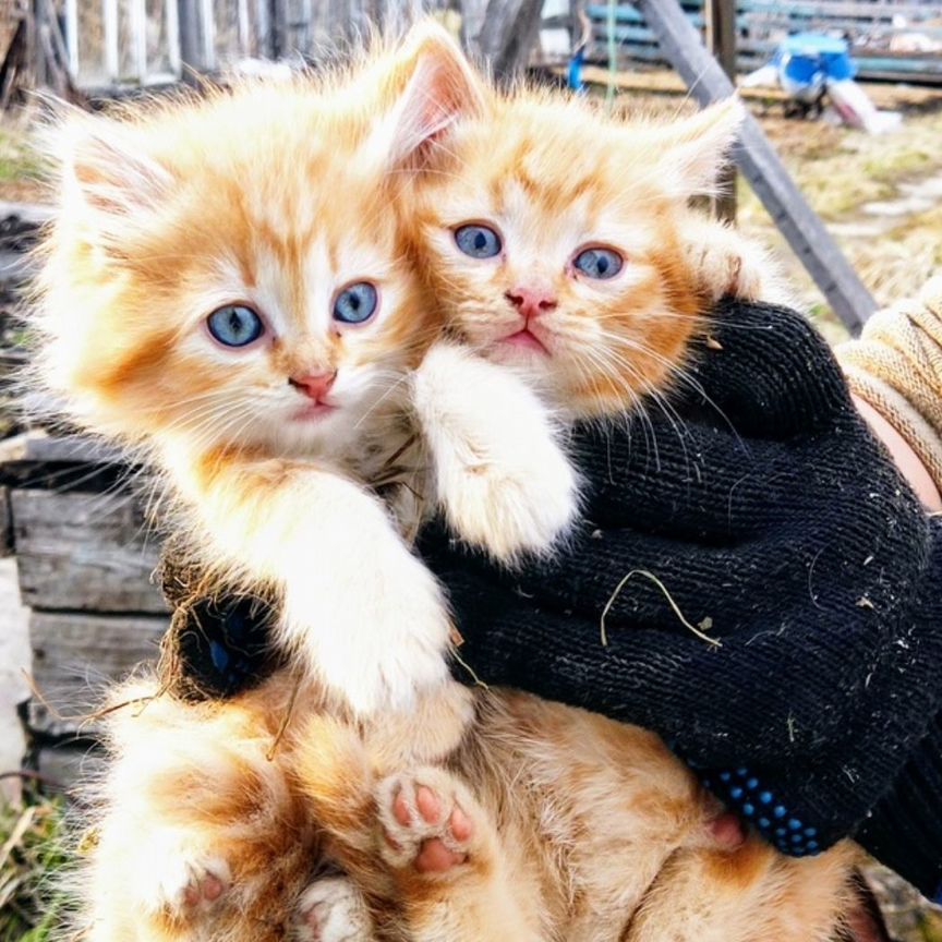 10 котят в добрые ручки