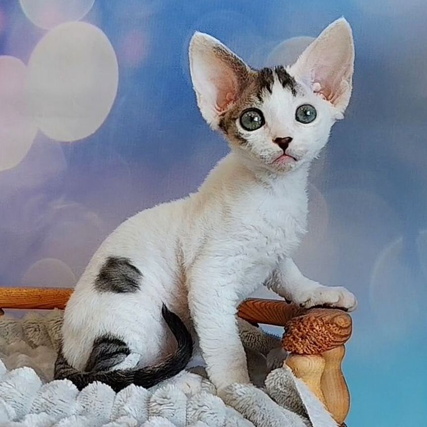 Девон-рекс котёнок