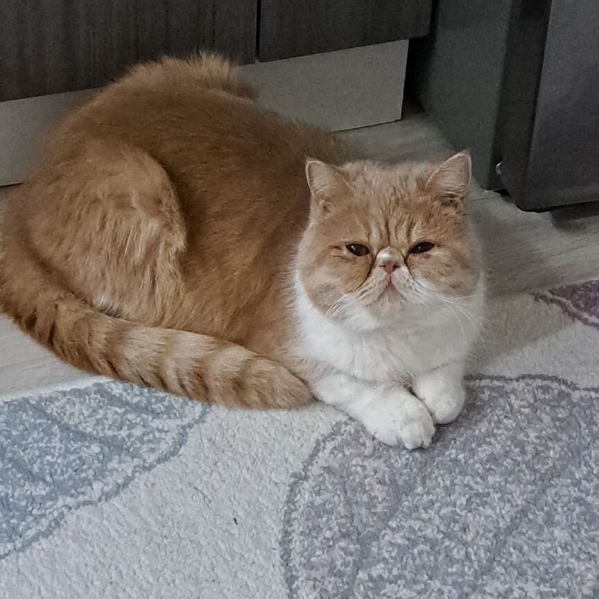 Котик породы Экзот