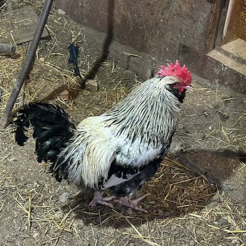 Петух домашний породистый