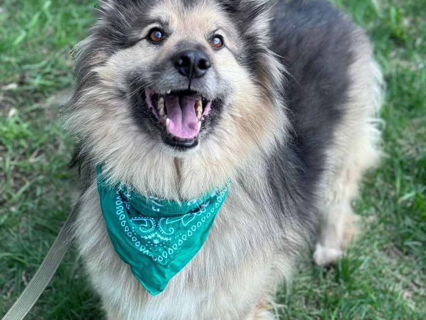 Милый пёсик Бароша в добрые руки