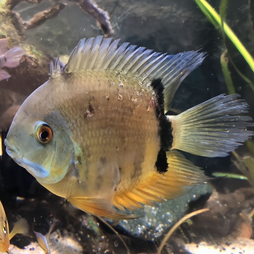 Аквариумные рыбки