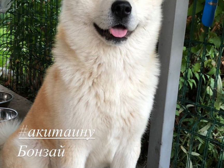 Акита ину вязка