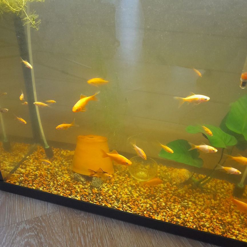 Отдам мальков красных карасей