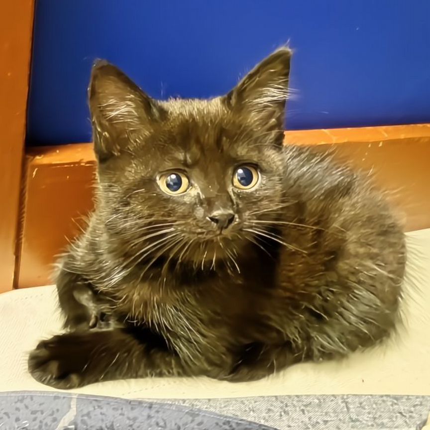 Британский короткошёрстный котёнок