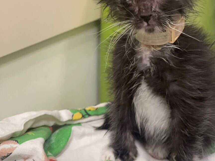 Особенный котоподросток в дар