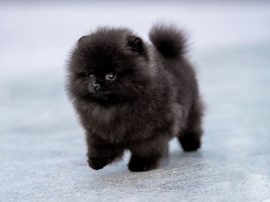 Померанский шпиц мини