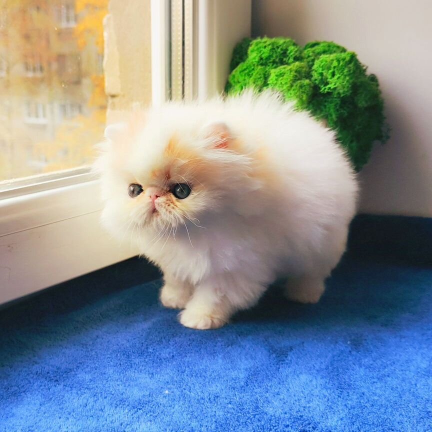 Котик экзотик