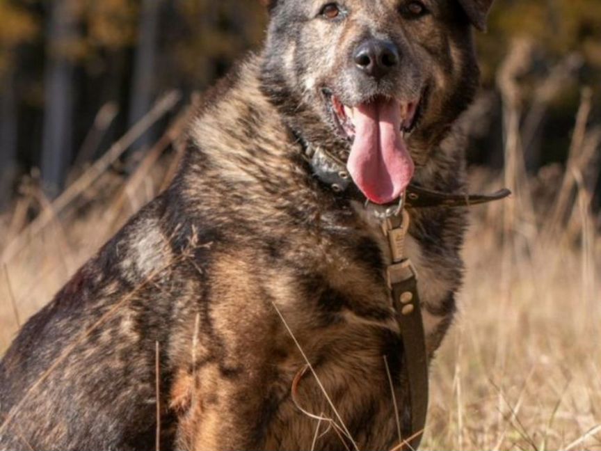 Добряк Рик, пухляш ищет дом,лесной приют