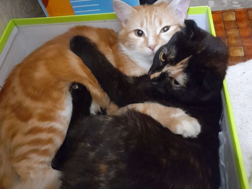 Бесплатно котята в добрые руки