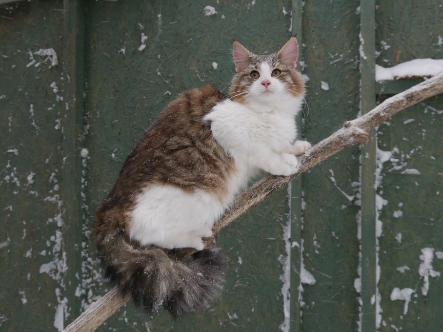 Норвежский лесной котик с документами