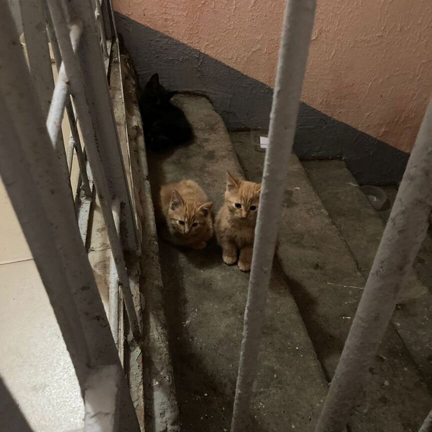 Отдадим котят в добрые руки