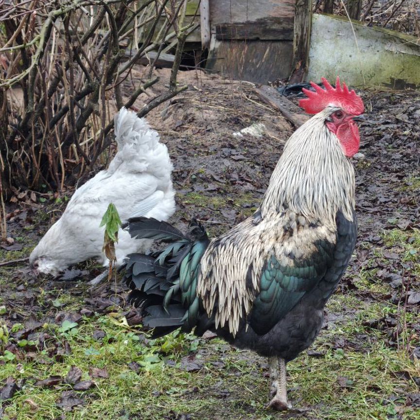 Петух Сильверудд Блу