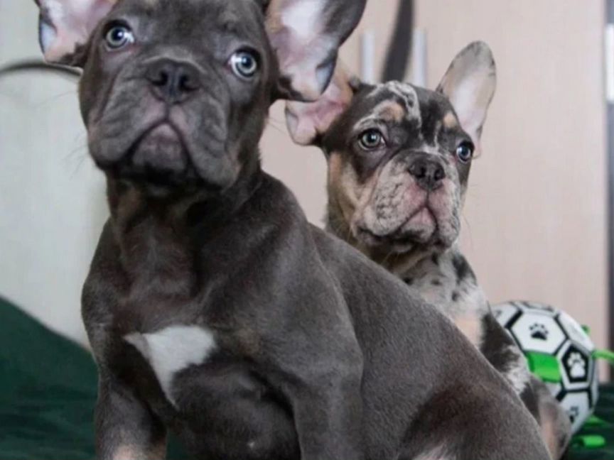 Щенки французского бульдога разного окраса