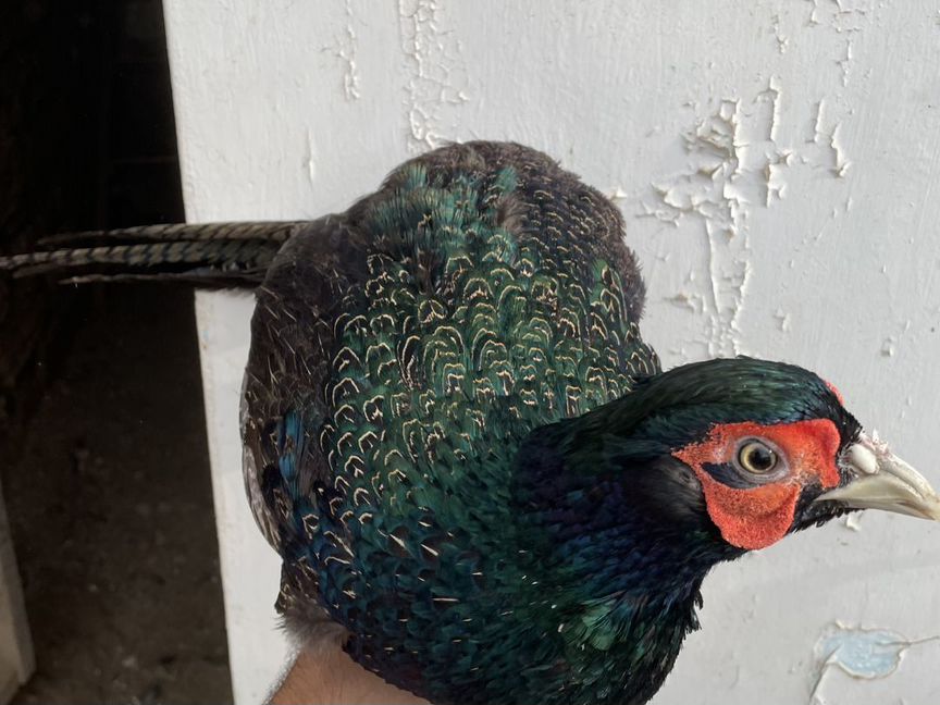 Фазаны румыны