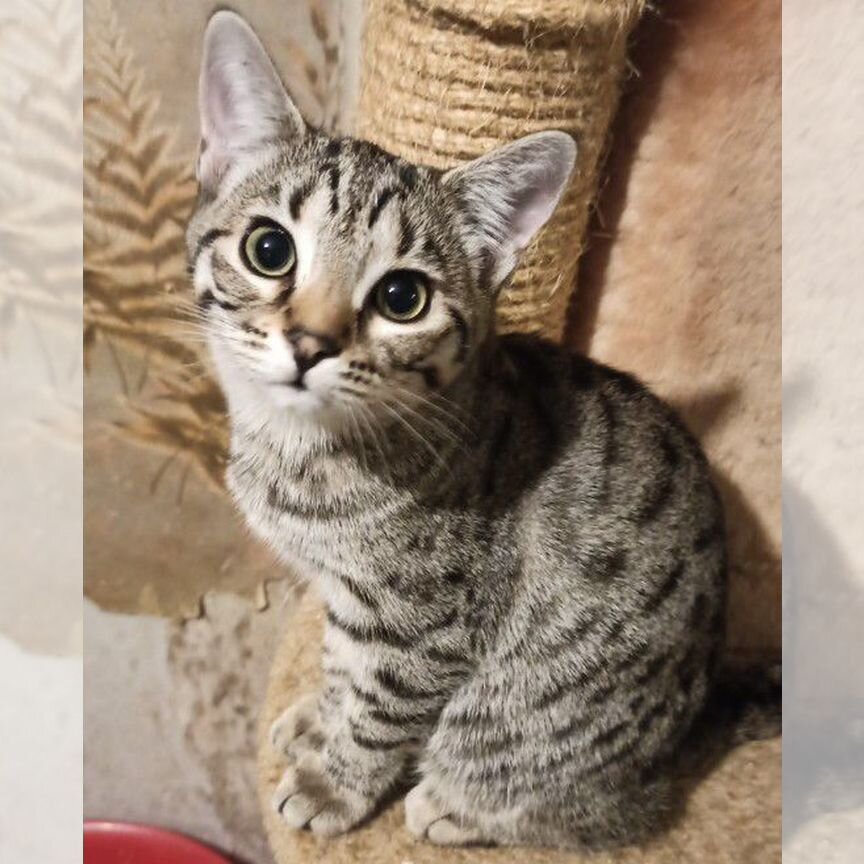 Кошечка Нора