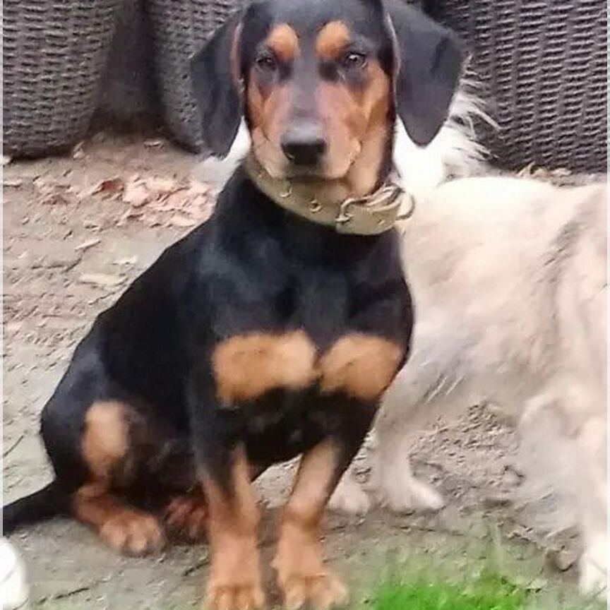 Кроличья такса, взрослая собака