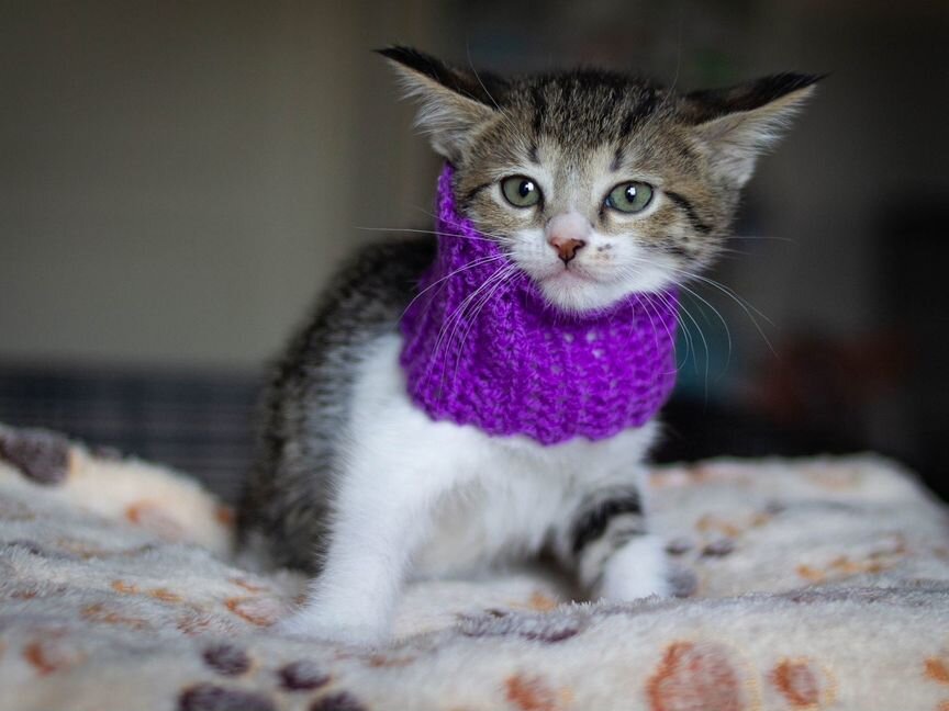 Крошка котёнок Донна