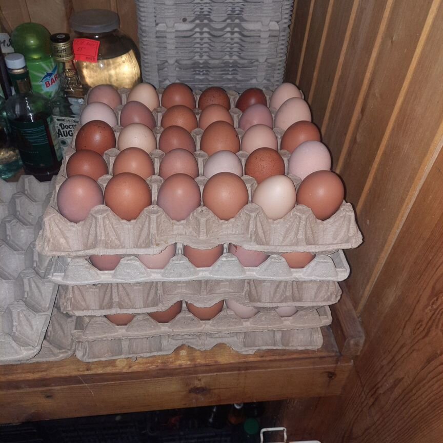 Яйцо домашнее