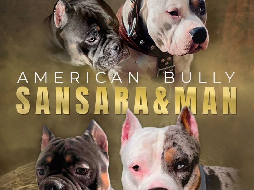 Щенки американского булли