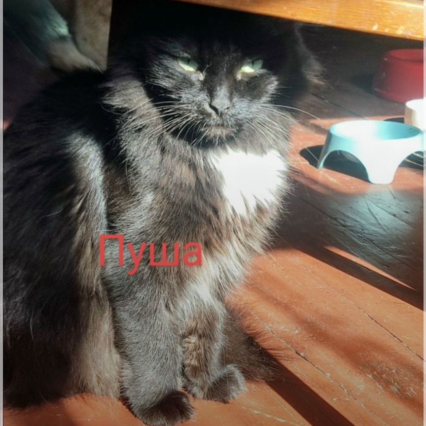 Взрослая, Девочка кошка в добрые руки