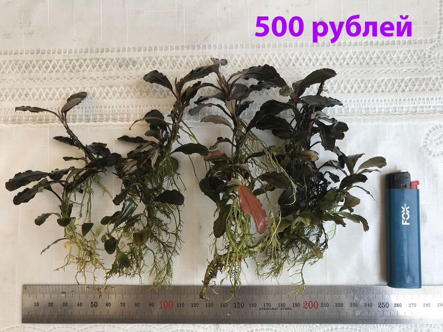 Буцефаландры