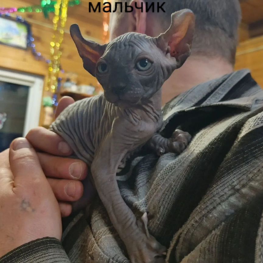 Канадский сфинкс котёнок