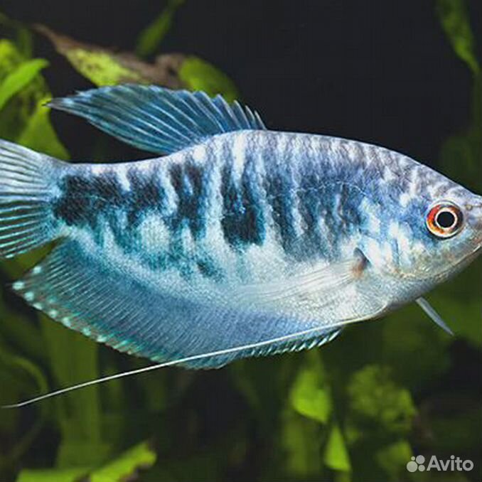 Гурами мраморный, отдаю