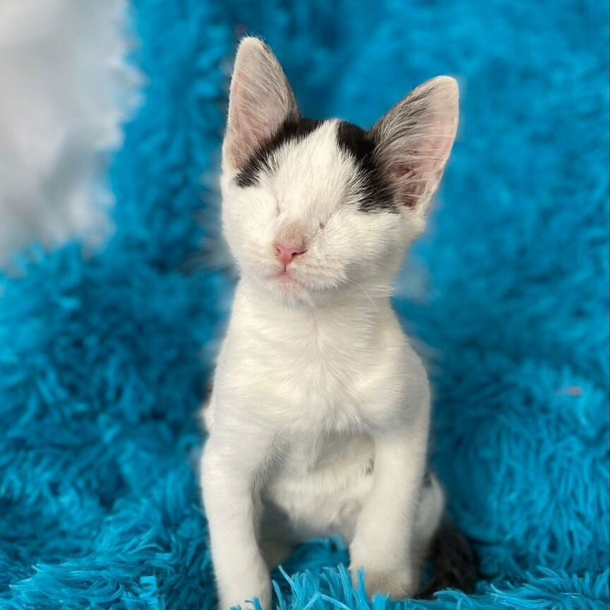 Котенок