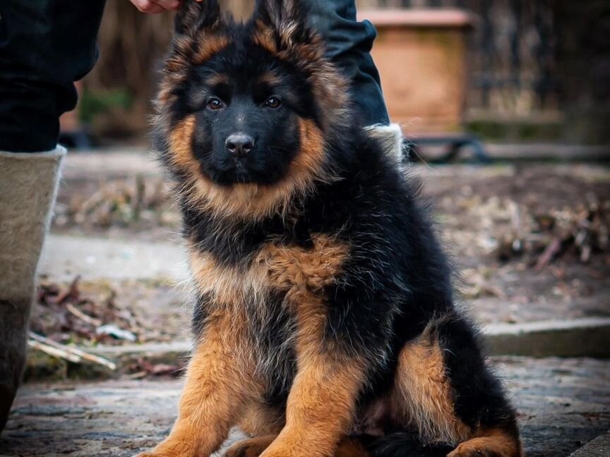 Немецкая овчарка длинношерстная