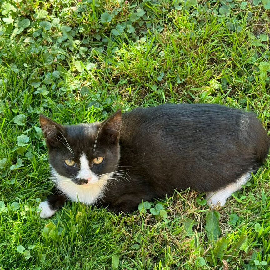 Котёнок маленький
