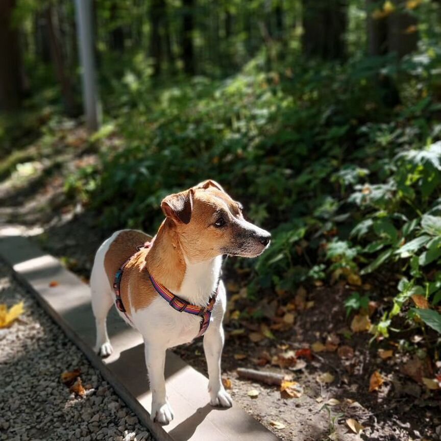 Джек рассел в добрые руки