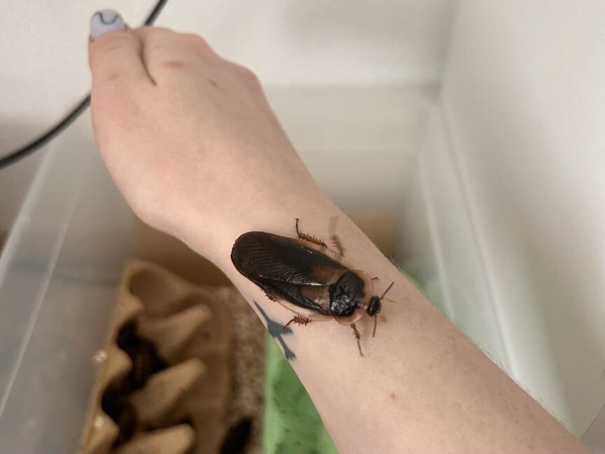 Аргентинский таракан Blaptica Dubia