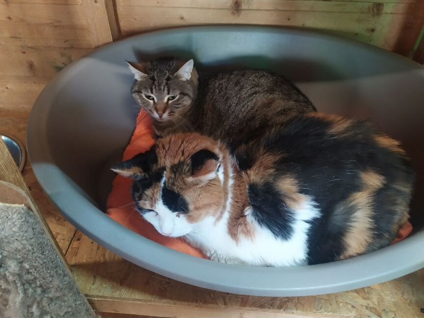 Кошки и коты в добрые руки бесплатно