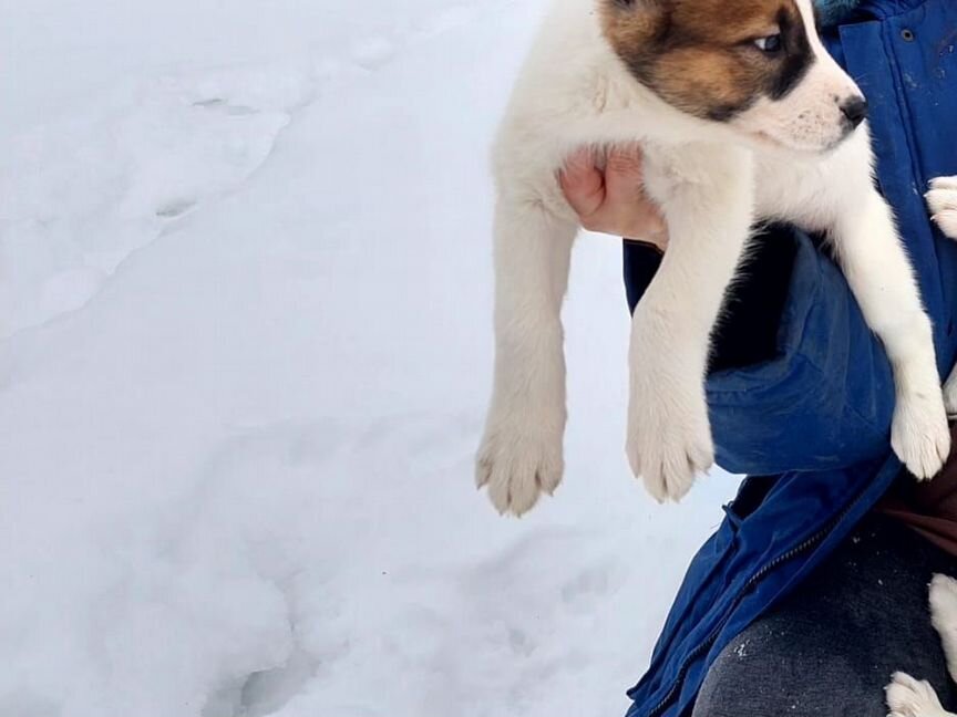 Щенки среднеазиатской овчарки