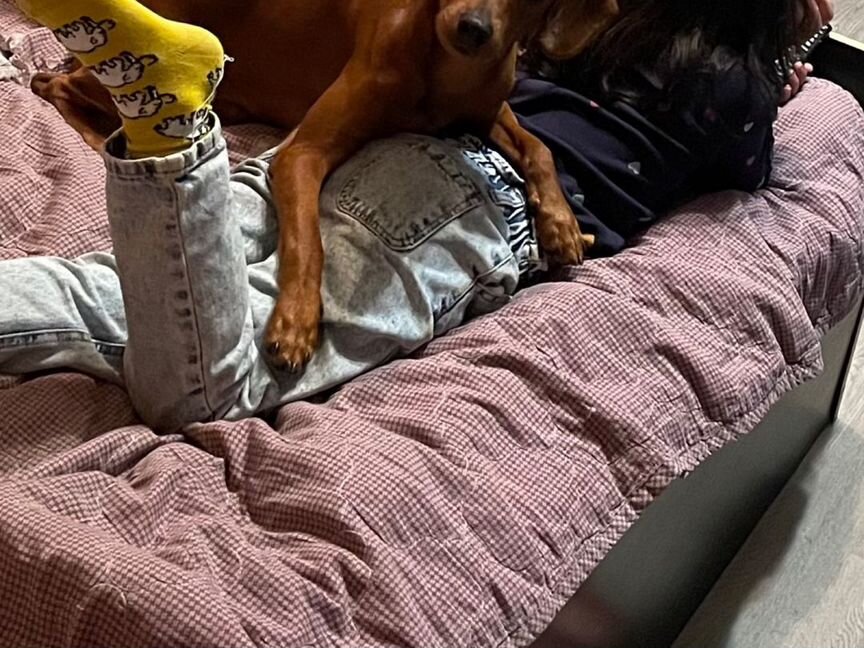 Родезийский риджбек