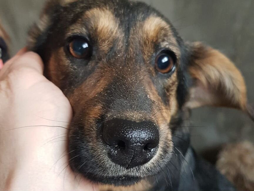 Собака в добрые руки