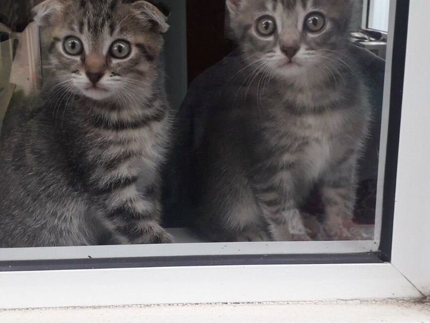 Шотладские котята