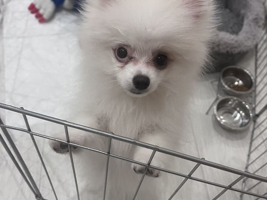 Собака мини шпиц