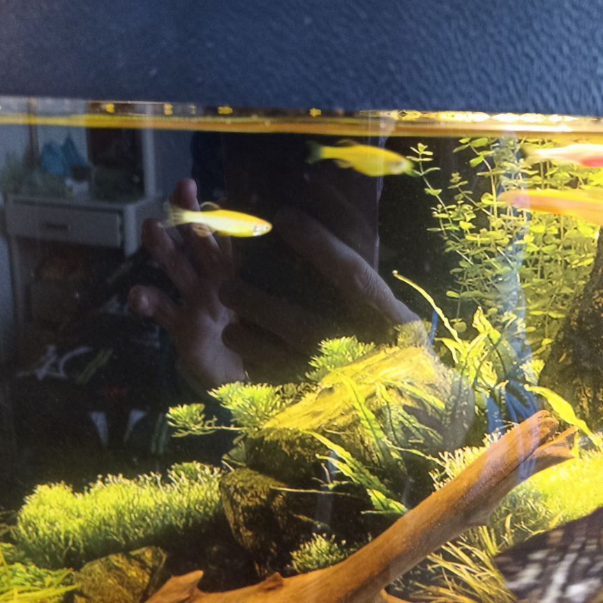 Аквариумные рыбки данио