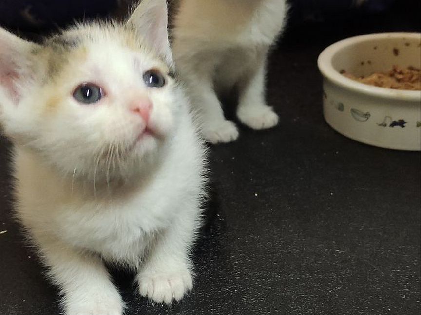 Котятки в добрые руки