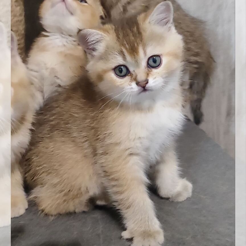 Шотландский прямоухий короткошёрстный котёнок