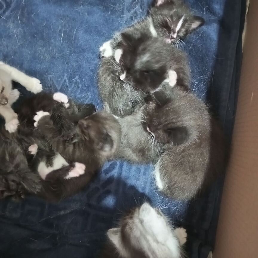 Котятки ждут маму и пару