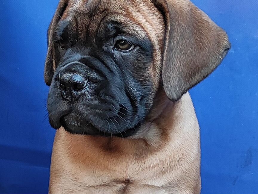 Щенки бульмастифа