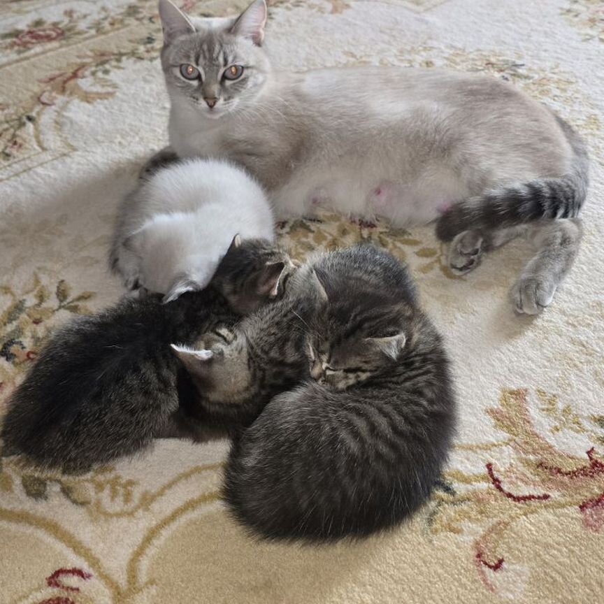 Котёнок в добрые руки